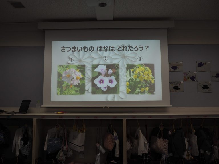 さつまいもはかせになろう！(年長組)｜品川翔英幼稚園 [2024年10月30日]